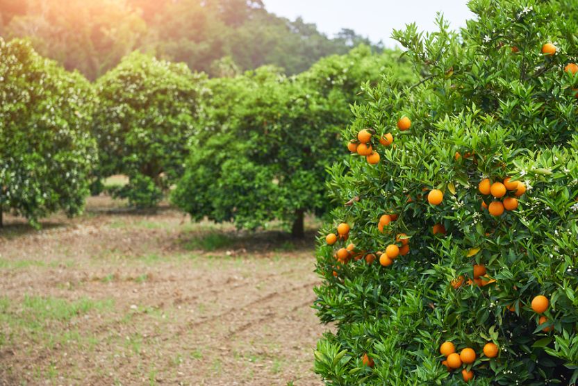Citrus Crop Critical To Costa Group In 2021 - FNArena.com