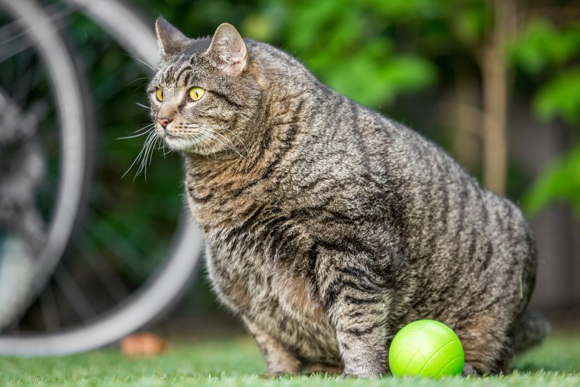 SMSFundamentals: 2022 Fat Cat Funds Report - FNArena.com