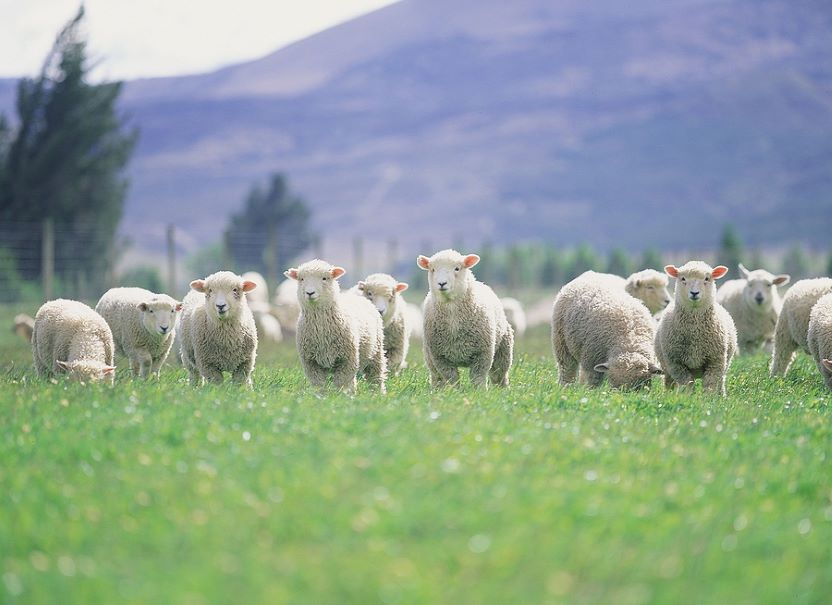 Dr Boreham's Crucible: Aroa Biosurgery - FNArena.com